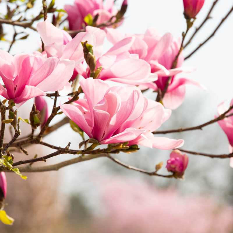 Magnolia 'Blue Opal' | Frank P Matthews