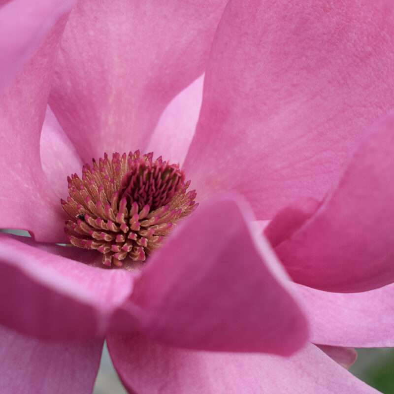 Magnolia 'Manchu Fan' | Frank P Matthews