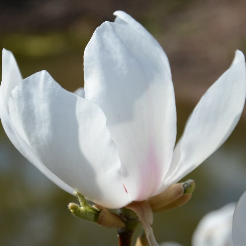 Magnolia 'Sayonara' | Frank P Matthews