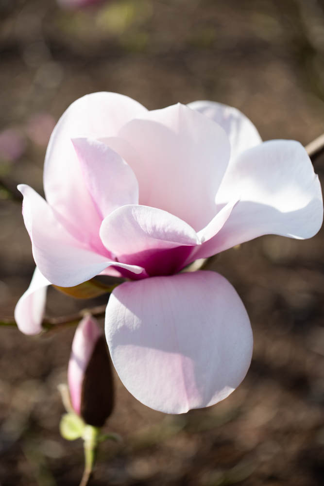 Magnolia 'Atlas' | Frank P Matthews