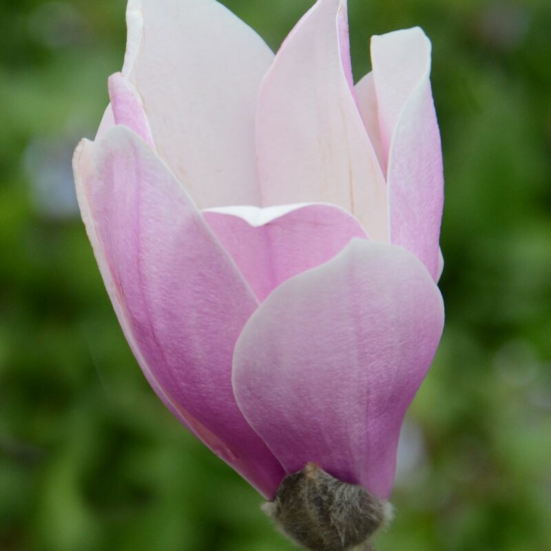 Magnolia 'Aurora' | Frank P Matthews