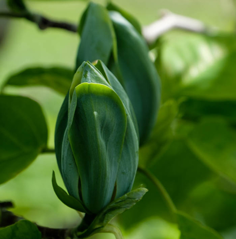 Magnolia 'Blue Opal' | Frank P Matthews