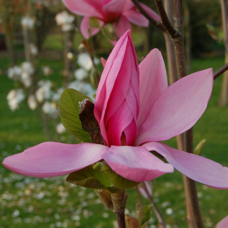 Magnolia 'Eskimo' | Frank P Matthews
