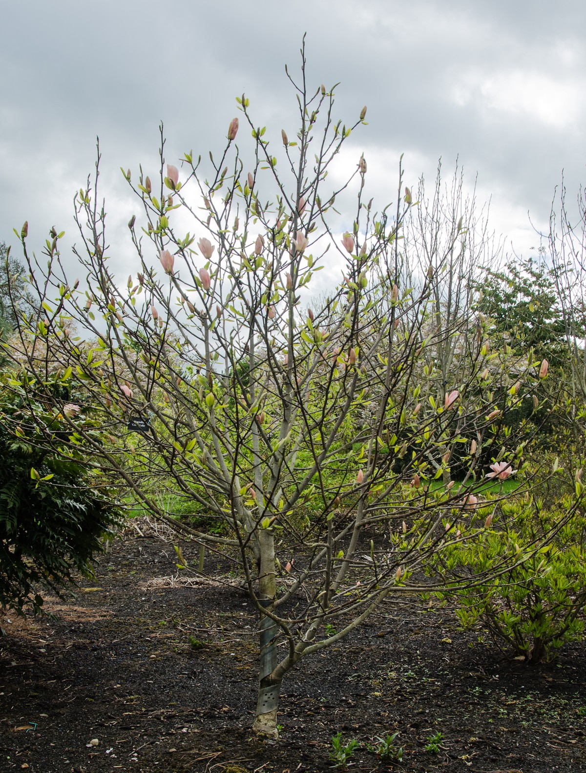 Magnolia 'Coral Lake' (Orange Pink) | Frank P Matthews