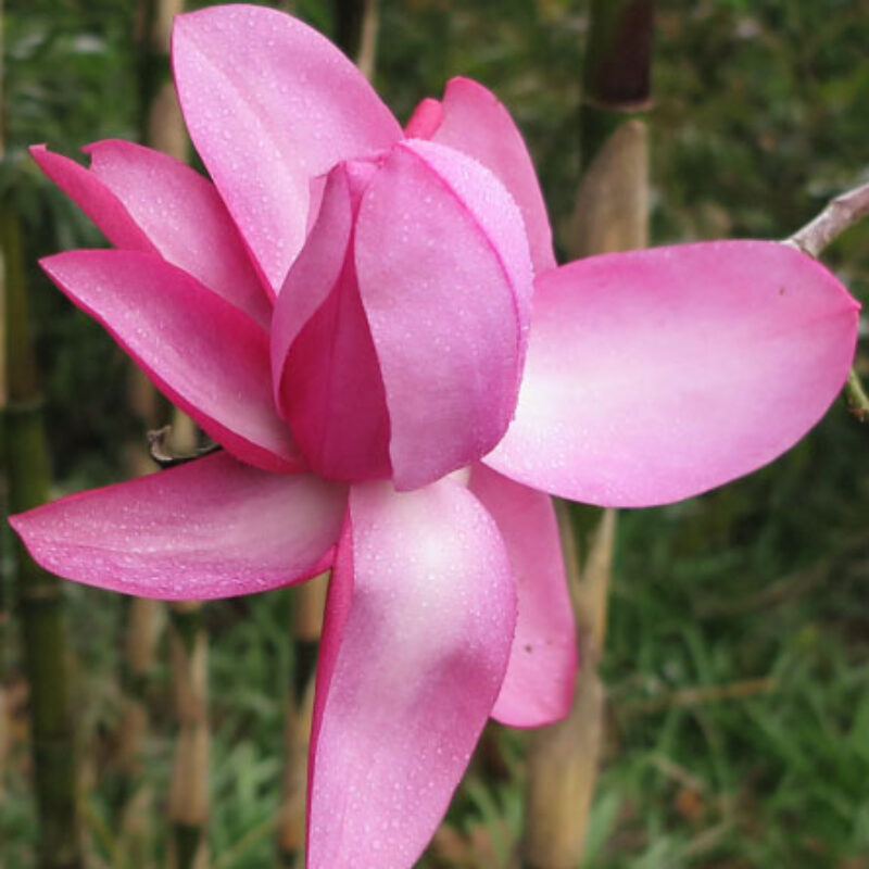 Magnolia 'Alex' | Frank P Matthews