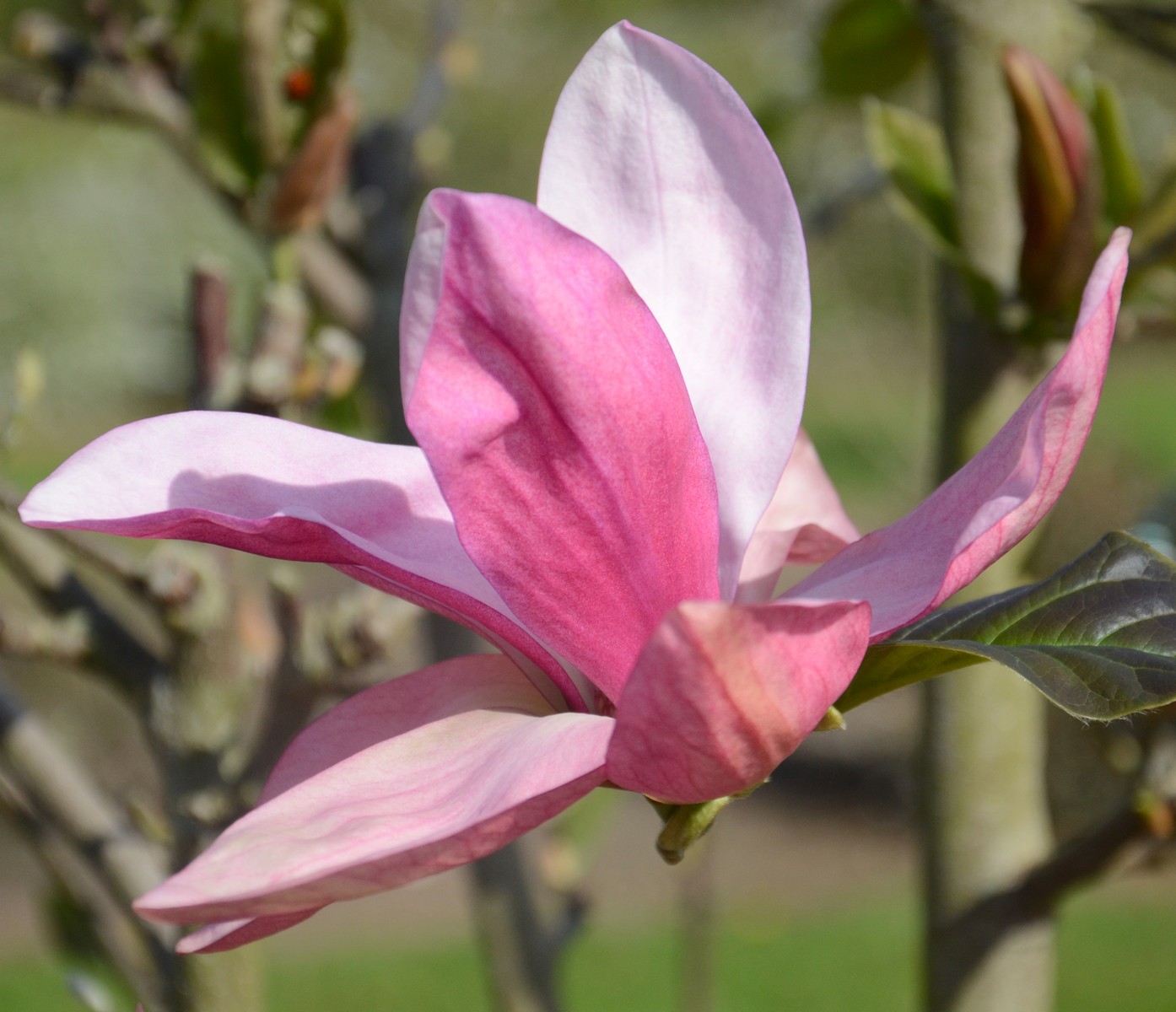 Magnolia 'Daybreak' (Rose Pink) | Frank P Matthews