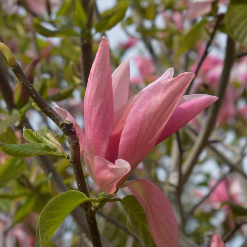 Magnolia 'Daybreak' (Rose Pink) | Frank P Matthews