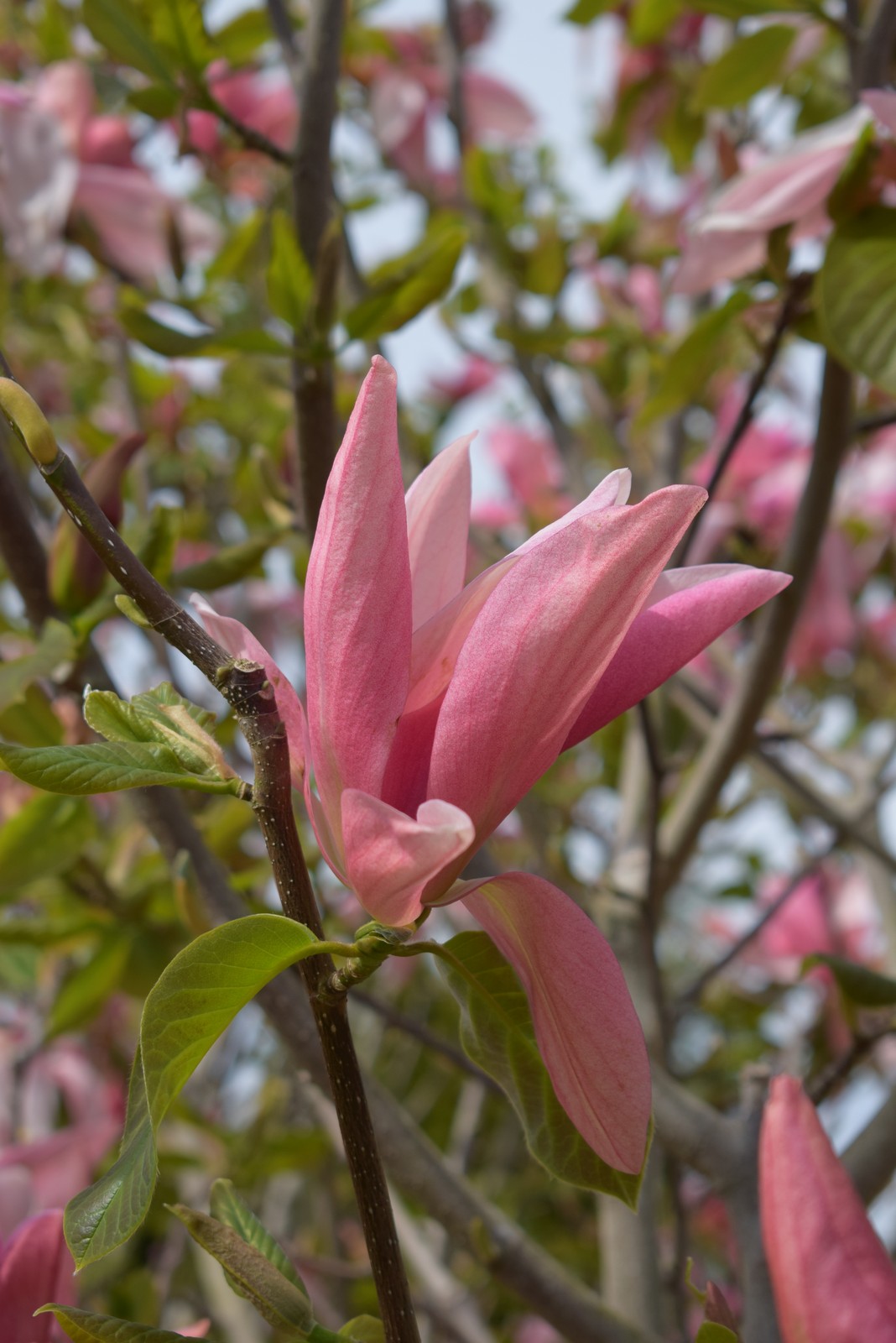 Magnolia 'Daybreak' (Rose Pink) | Frank P Matthews