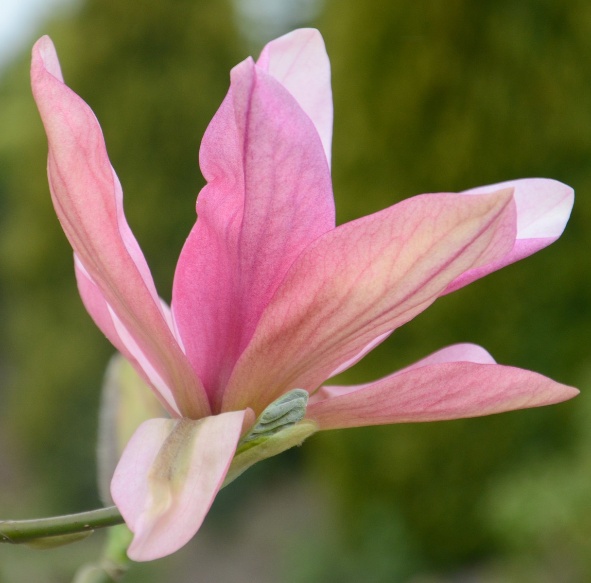 Magnolia 'Daybreak' | Frank P Matthews