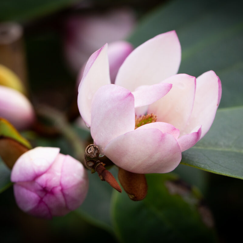 Magnolia 'Fairy Blush'™ (MicJur01) | Frank P Matthews