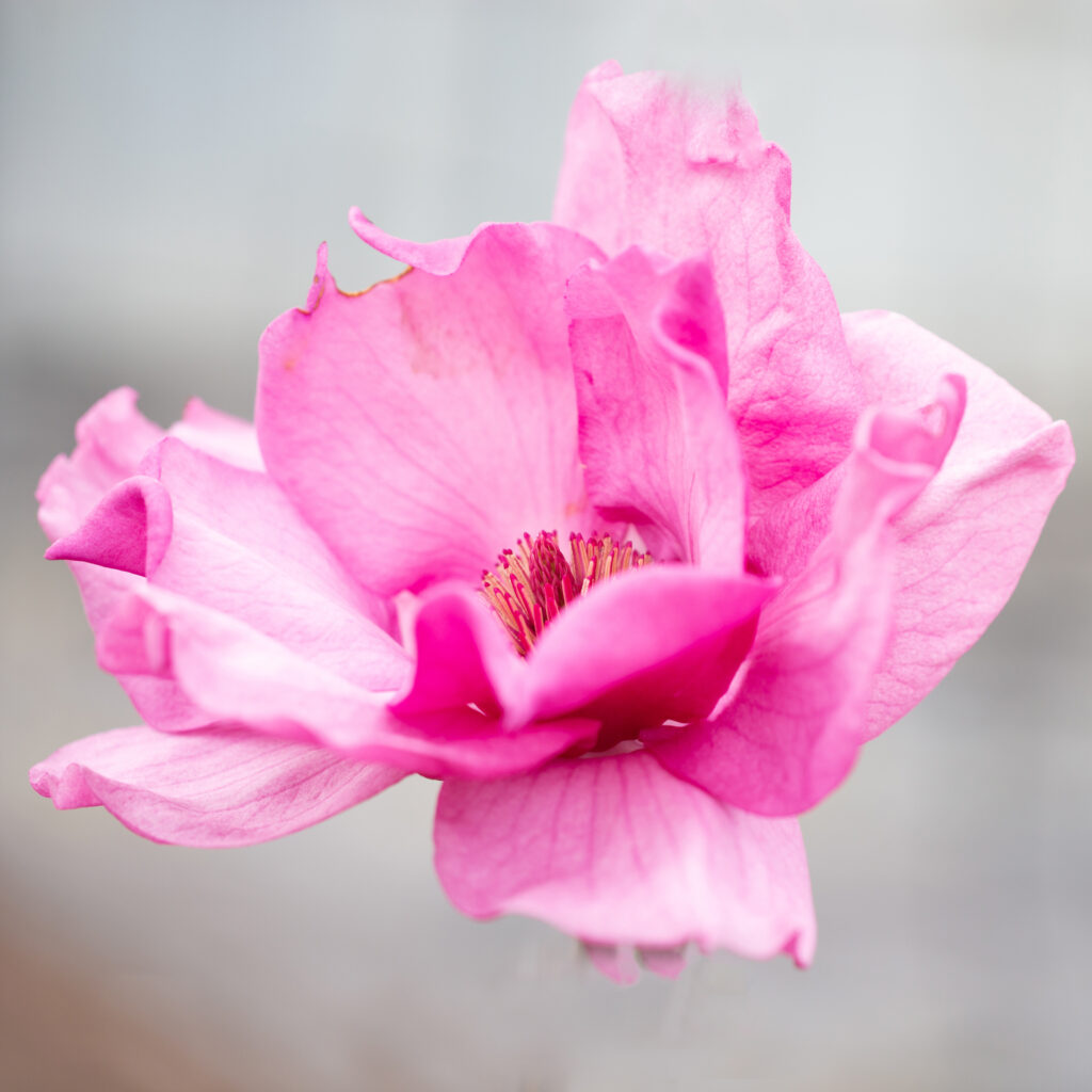 Magnolia 'Felix Jury'™ | Frank P Matthews