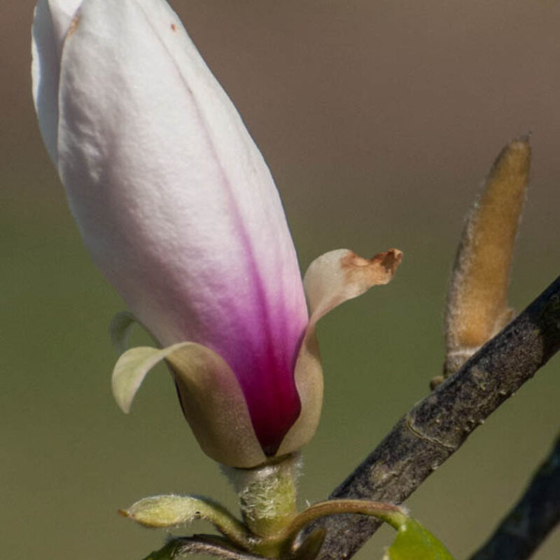 Magnolia 'Columnar Pink' | Frank P Matthews