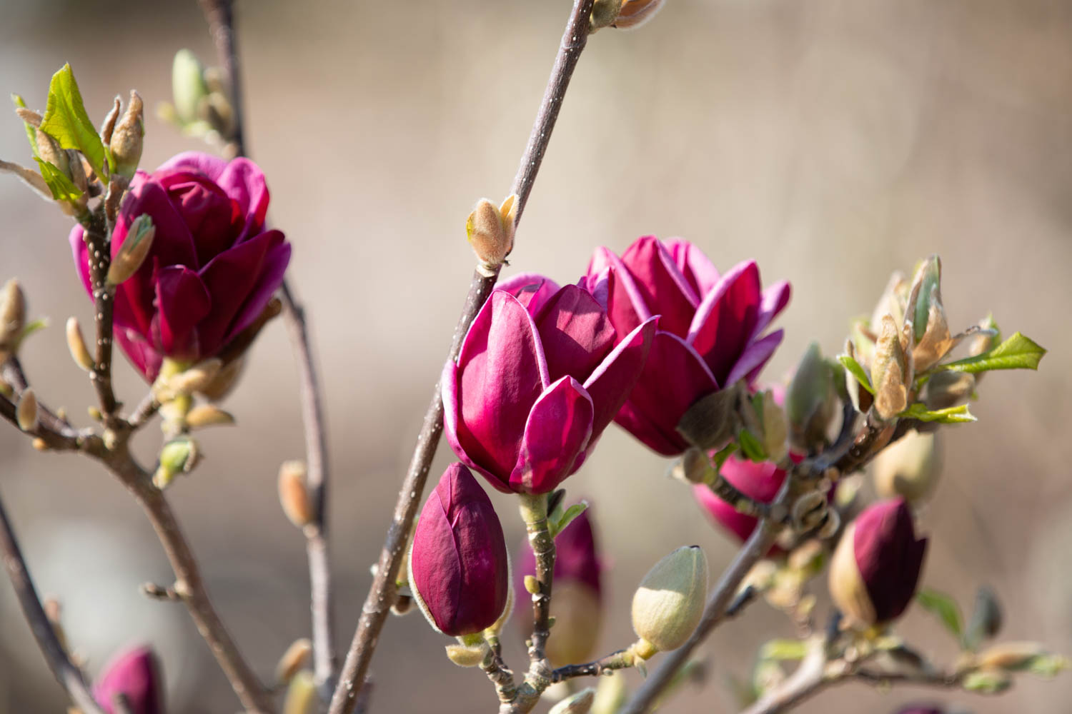 Magnolia 'Genie' (Deep Red) | Frank P Matthews
