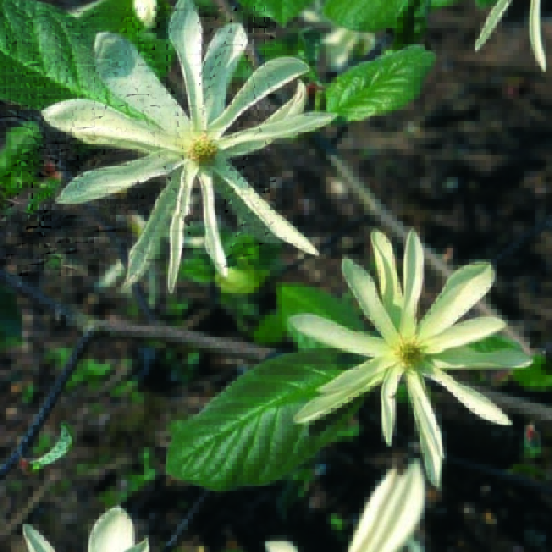 Magnolia 'Watermelon' | Frank P Matthews