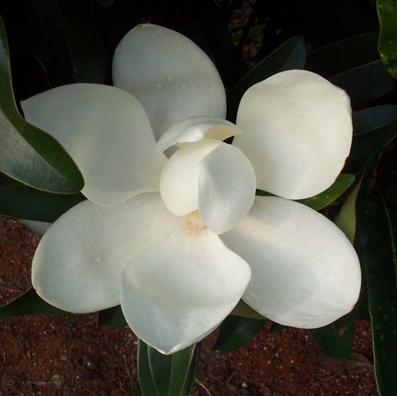 Magnolia grandiflora 'Alta' | Frank P Matthews