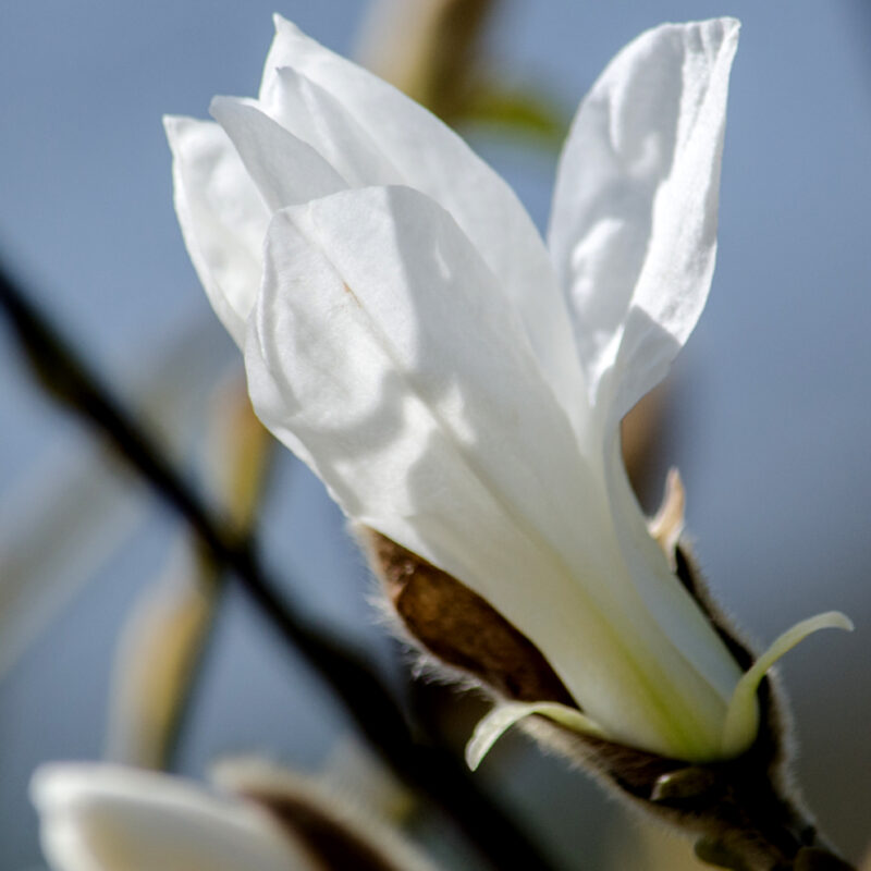 Magnolia 'Eskimo' | Frank P Matthews