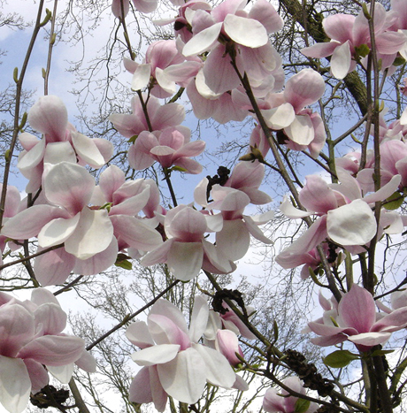 Magnolia 'Laura Saylor' | Frank P Matthews