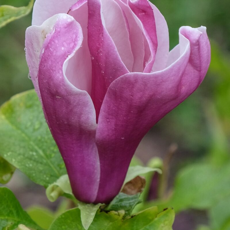 Magnolia 'Aphrodite' | Frank P Matthews