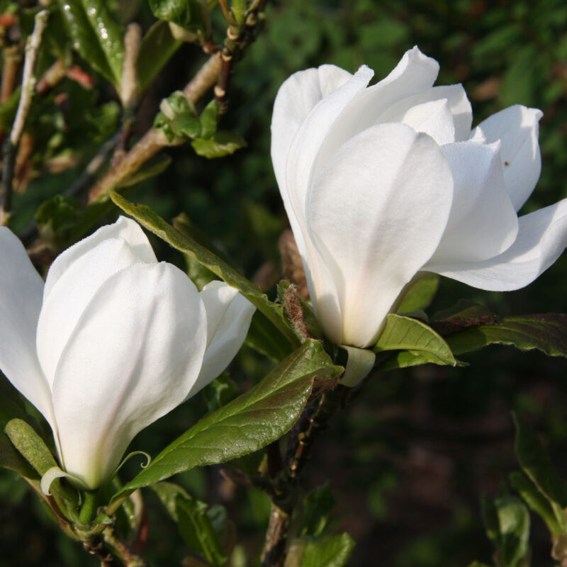 Magnolia 'Coral Lake' (Orange Pink) | Frank P Matthews