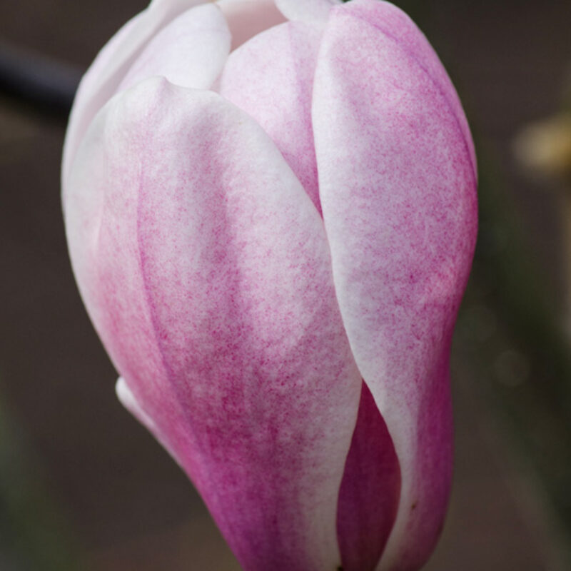 Magnolia 'Livingstone' | Frank P Matthews