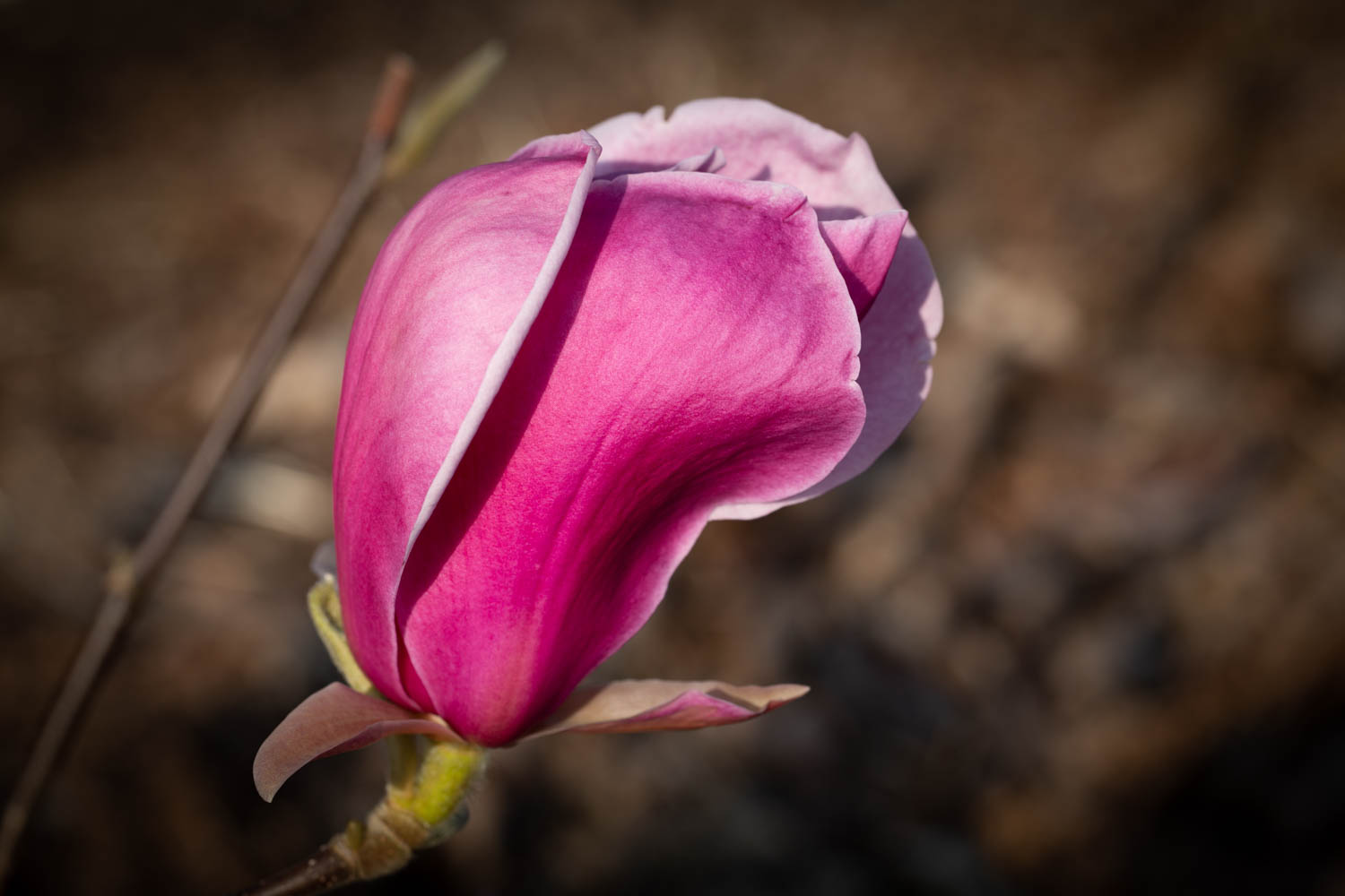 Magnolia 'Red as Red' | Frank P Matthews
