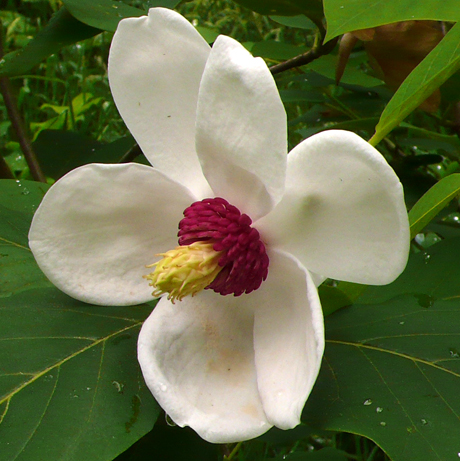 Magnolia sieboldii 'Colossus' | Frank P Matthews