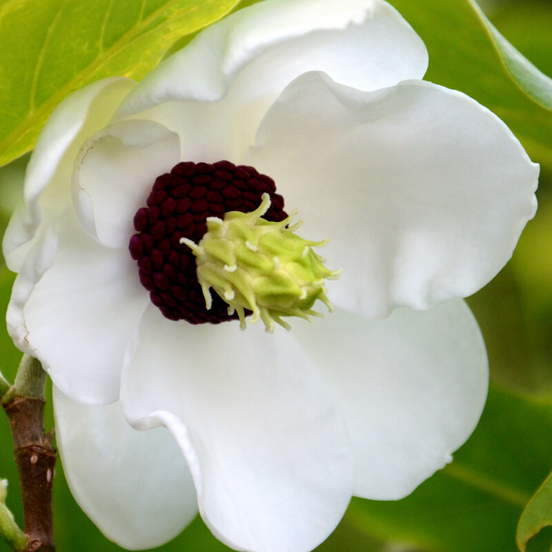 Magnolia 'Daphne' | Frank P Matthews