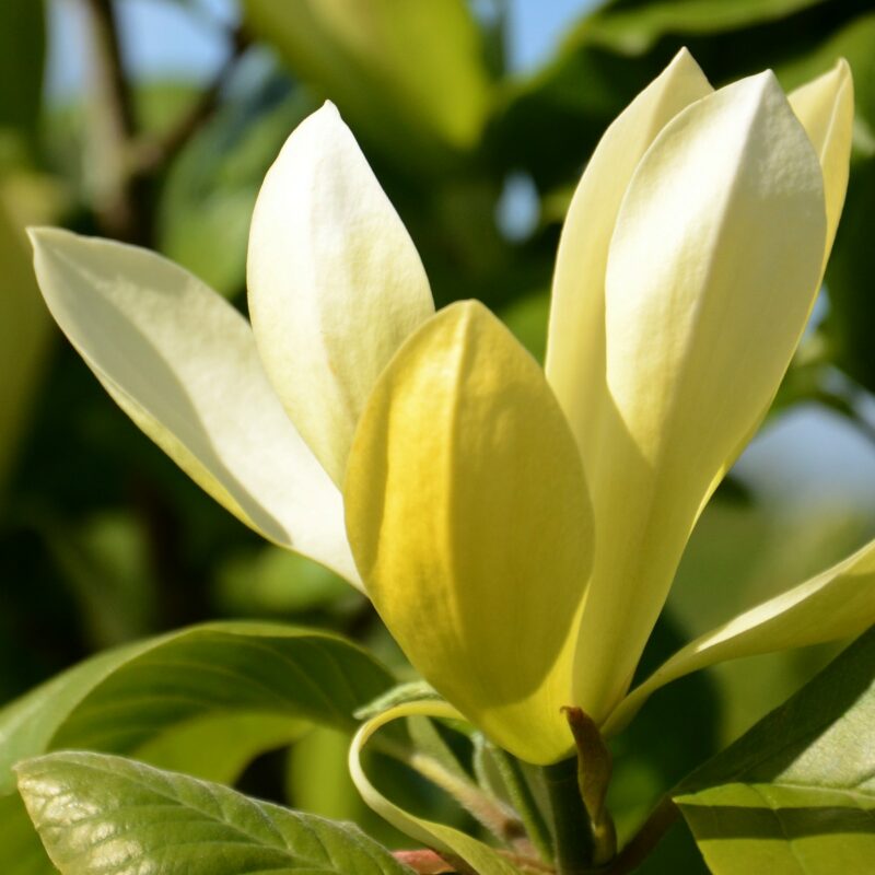 Magnolia 'Gold Star' | Frank P Matthews