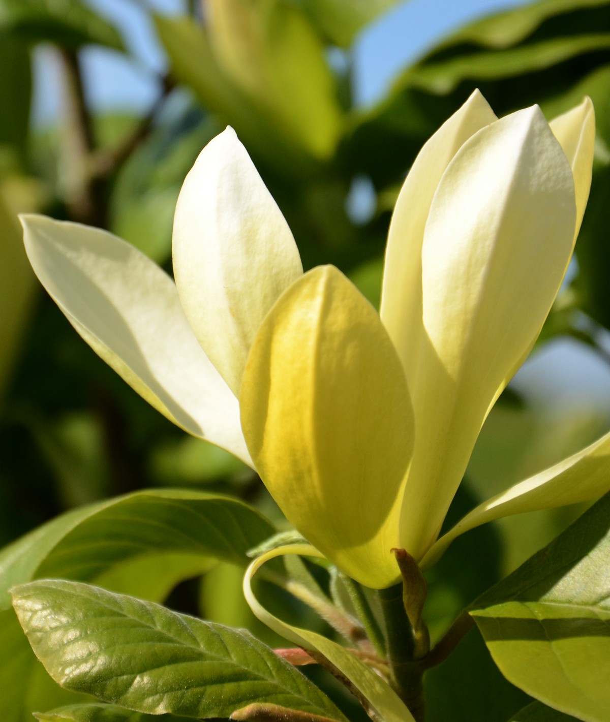 Magnolia 'Solar Flair' | Frank P Matthews