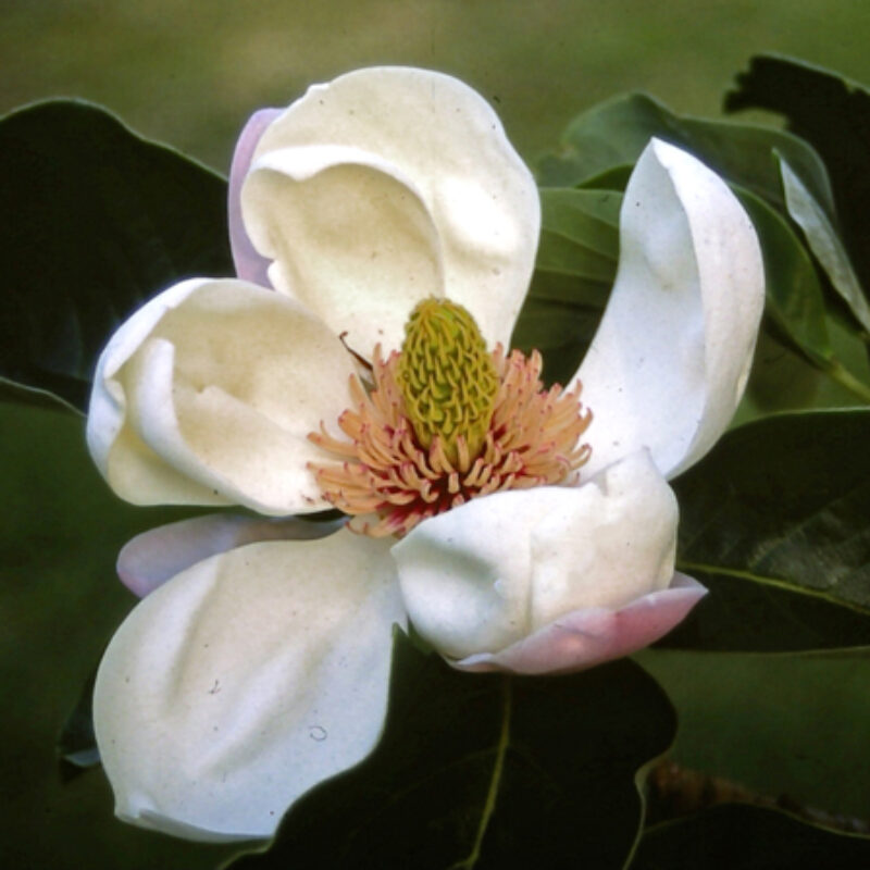Magnolia 'Summer Solstice' | Frank P Matthews
