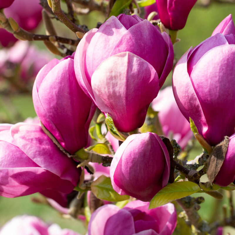 Magnolia 'Columnar Pink' | Frank P Matthews