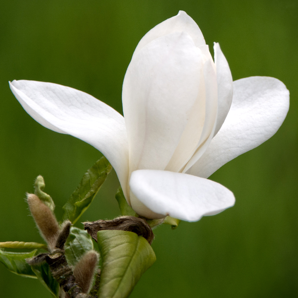 Magnolia 'Eskimo' | Frank P Matthews