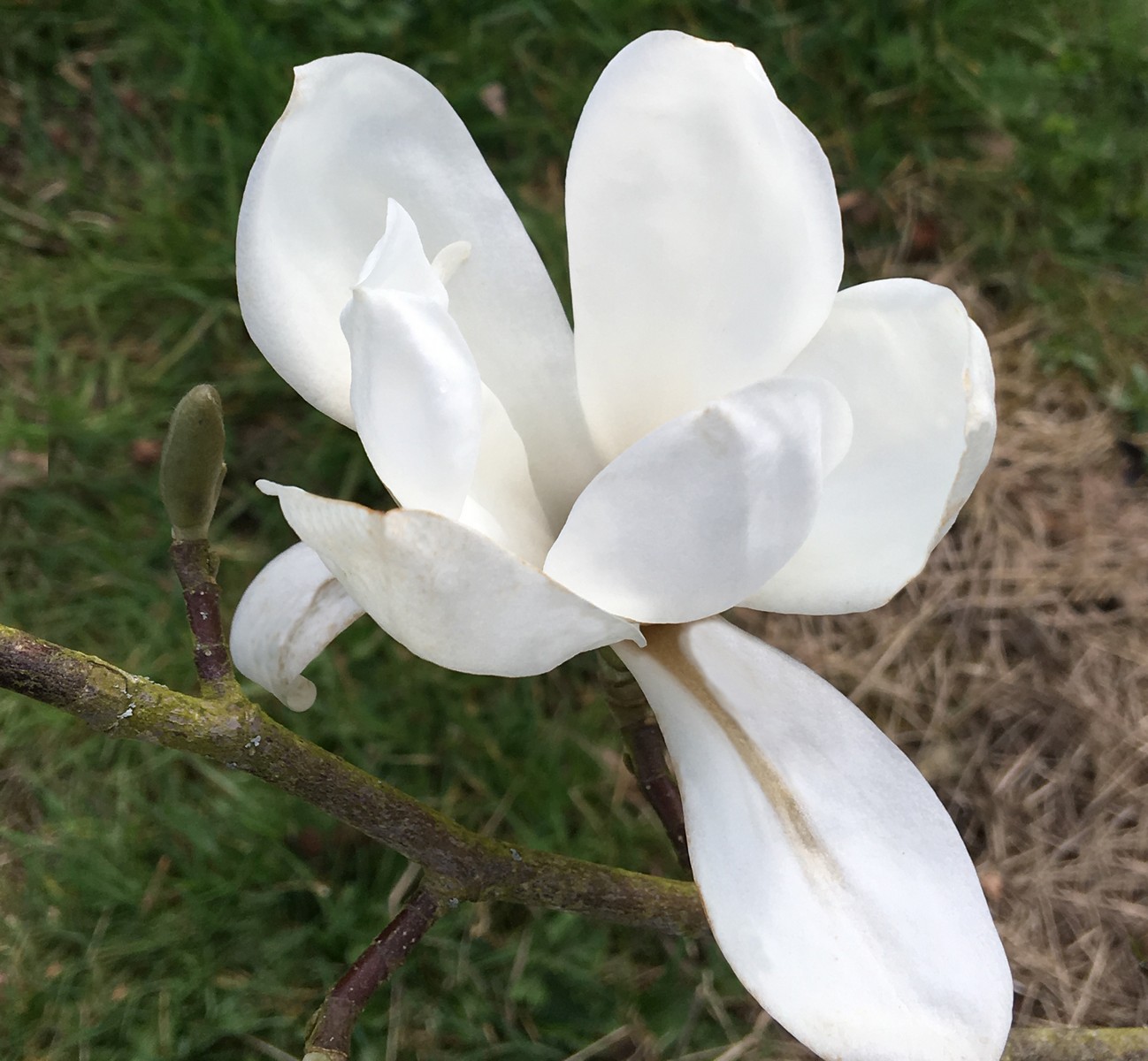 Magnolia zenii | Frank P Matthews