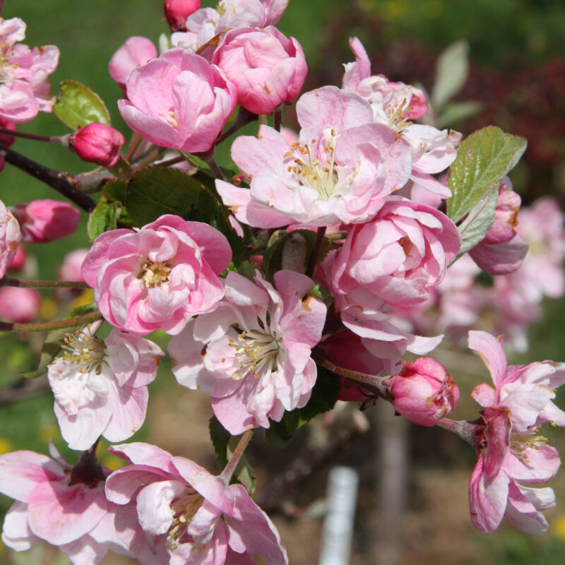 Malus 'Admiration' | Frank P Matthews