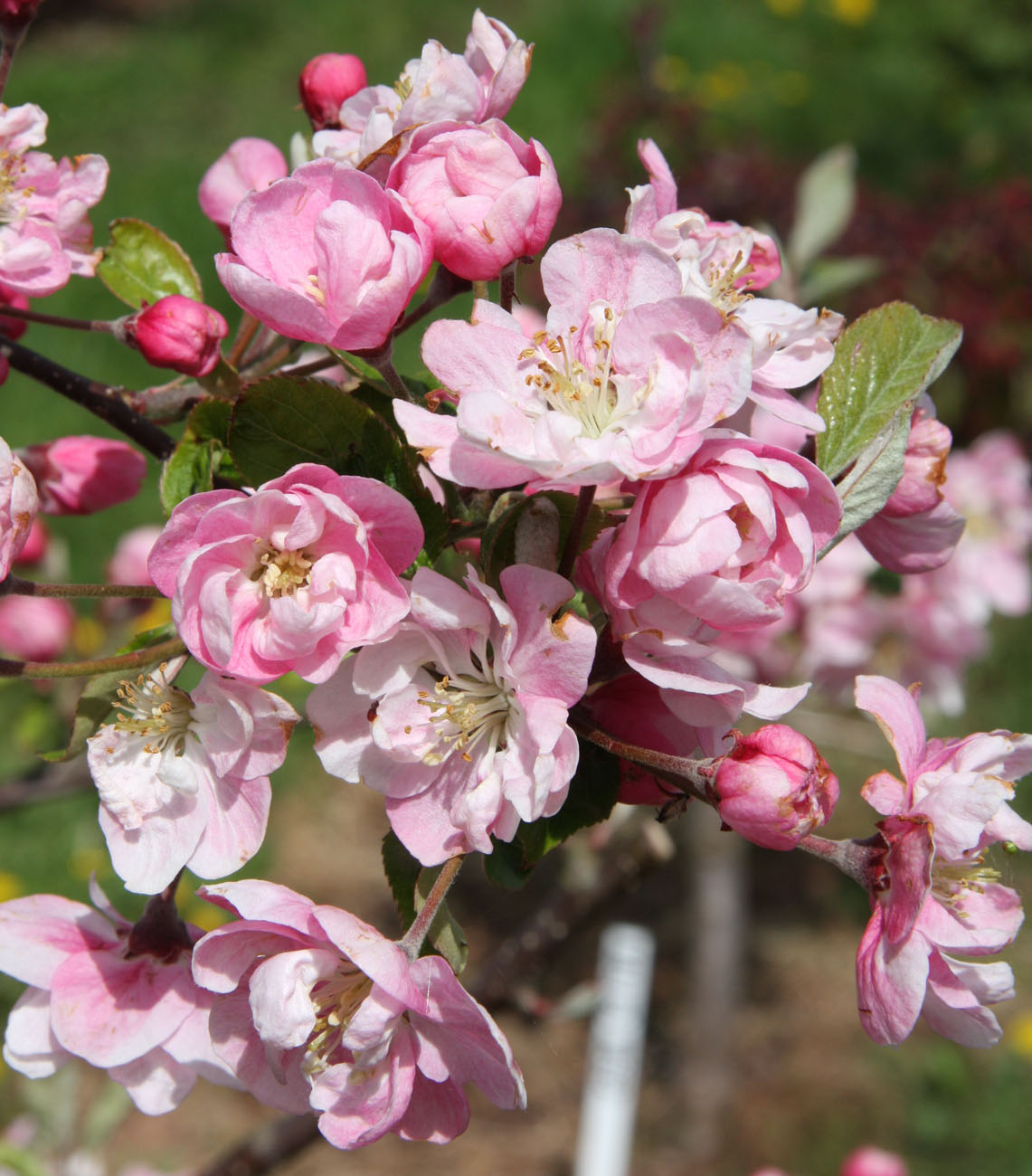 Malus spectabilis 'Riversii' | Frank P Matthews