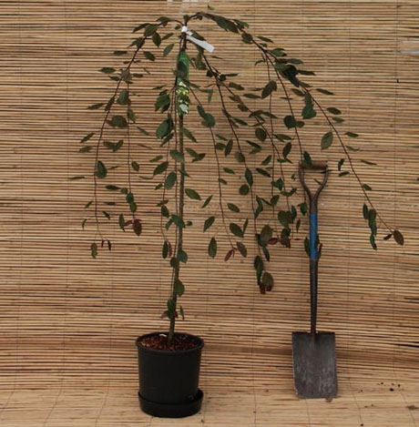 Malus 'Royal Beauty' | Frank P Matthews