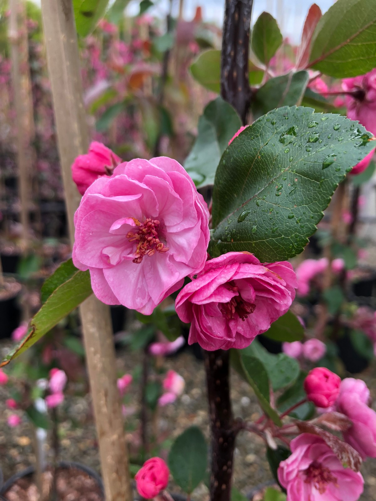 Malus 'Scarlet Brandywine'® | Frank P Matthews