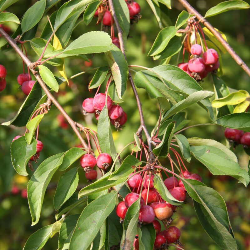 Malus 'Sun Rival' | Frank P Matthews