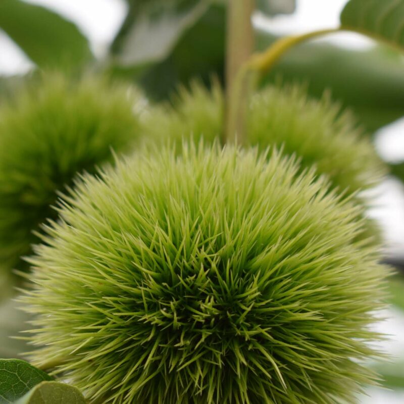 Marigoule Chestnut | Fruit trees | Frank P Matthews