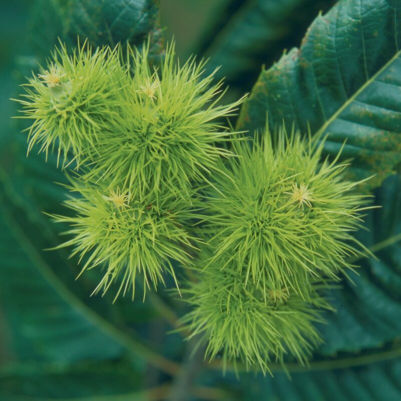 Maraval | Frank P Matthews