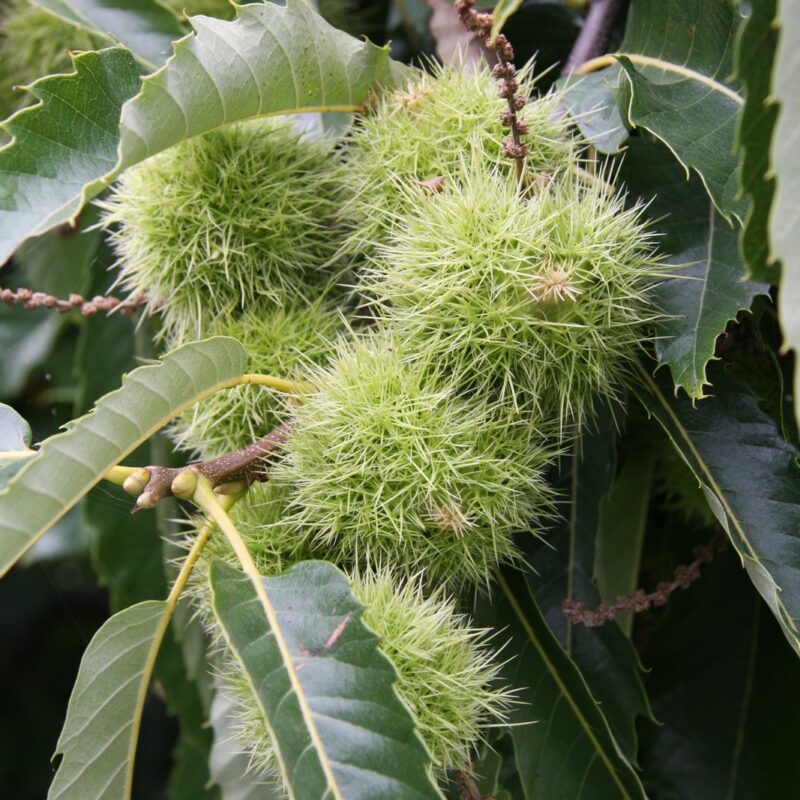 Marigoule Chestnut | Fruit trees | Frank P Matthews