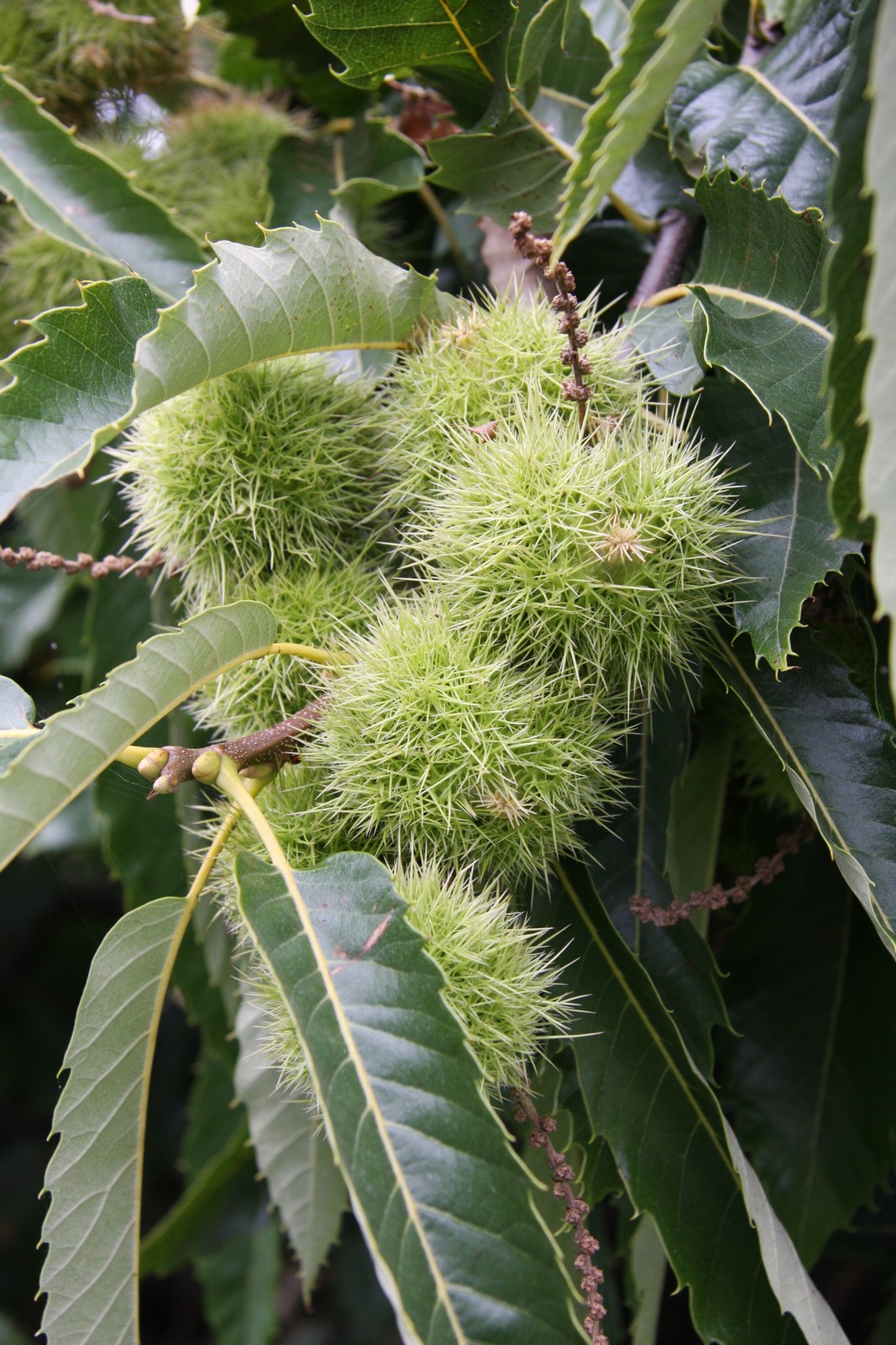 Chestnut Marsol | Frank P Matthews