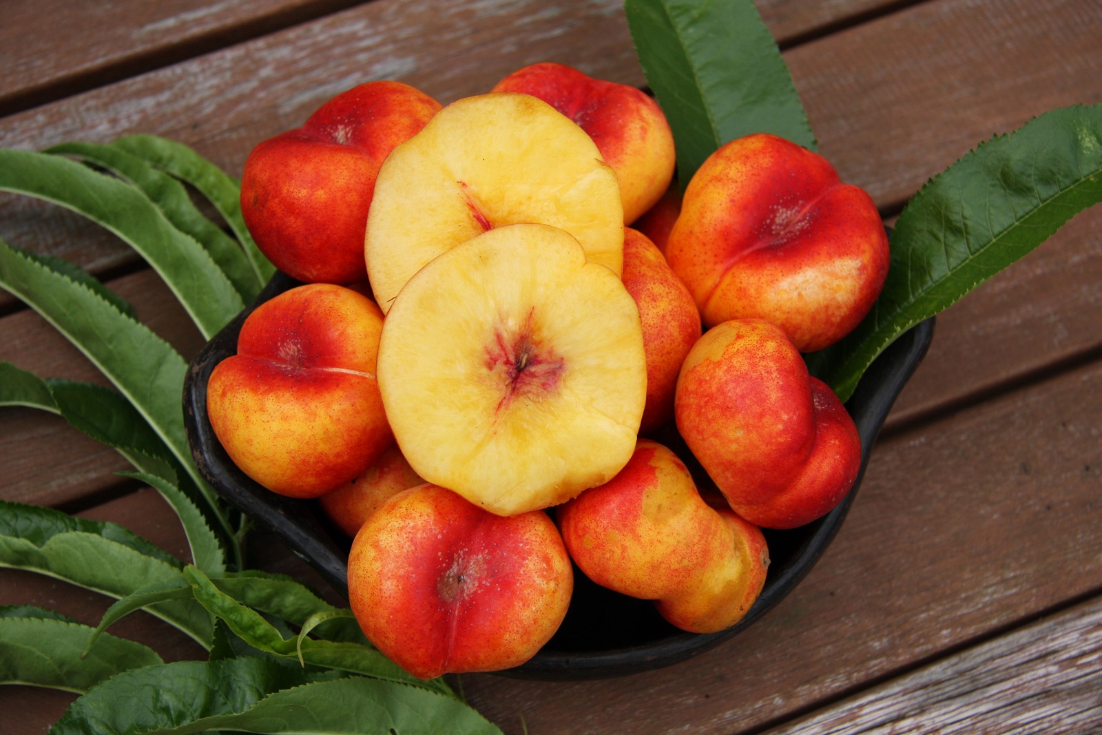 Mesembrine (Flat Nectarine) | Frank P Matthews