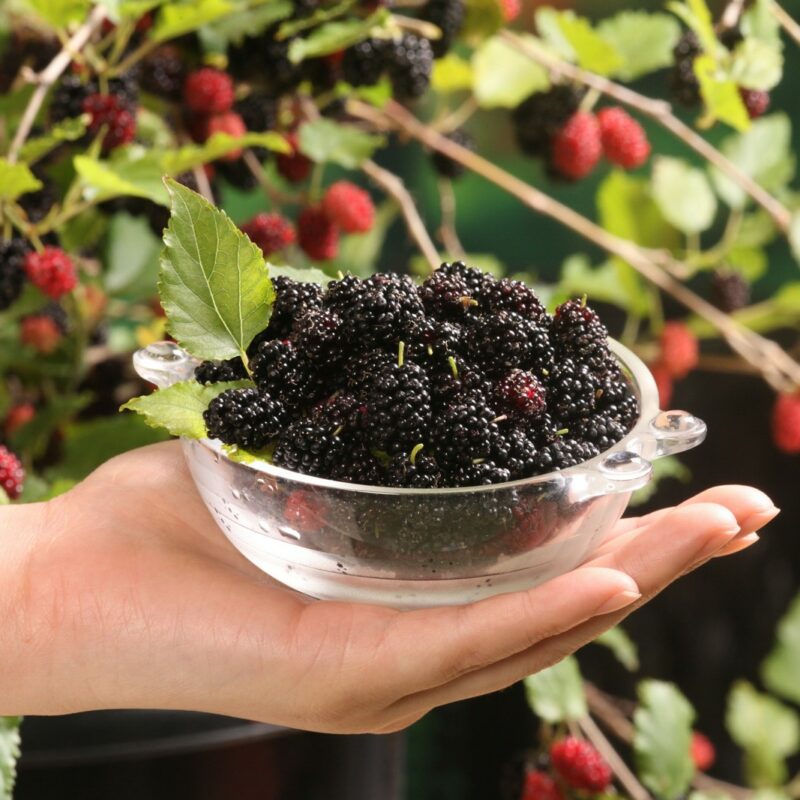Mojo Berry® | Frank P Matthews
