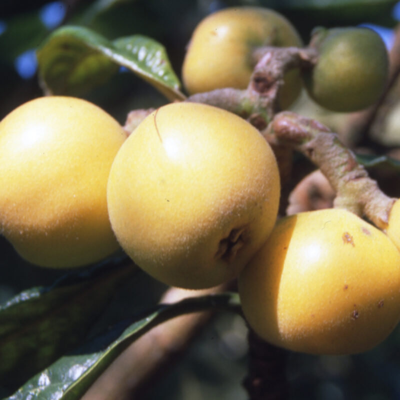 Oliver | Frank P Matthews