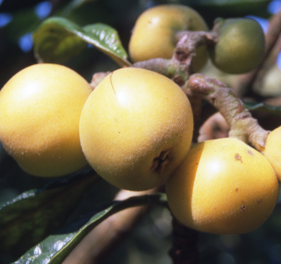 Mrs Cookson | Frank P Matthews