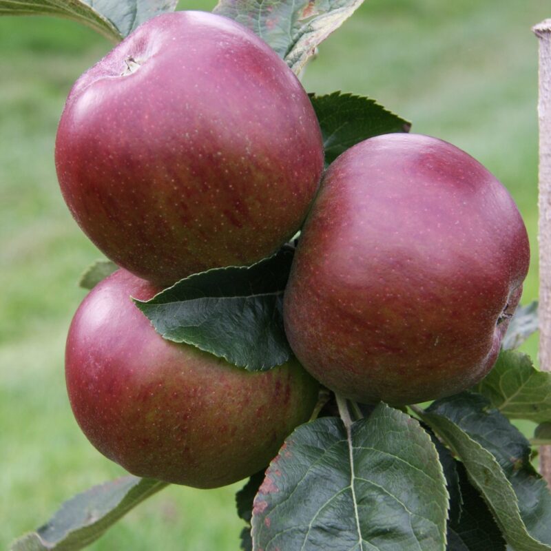 Core Blimey™ | Frank P Matthews