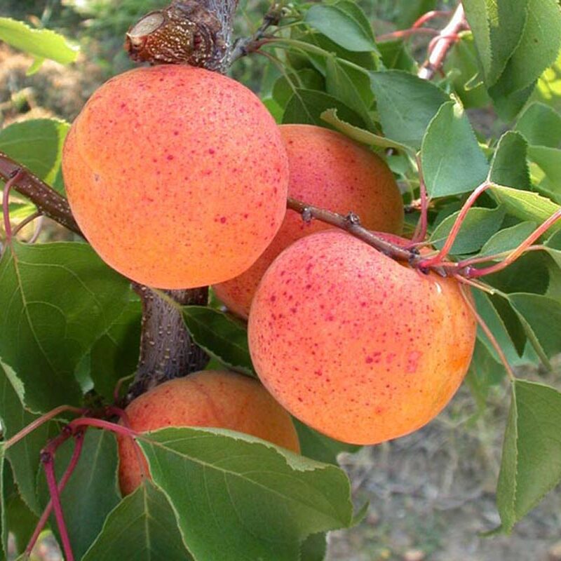 Bergeron | Frank P Matthews