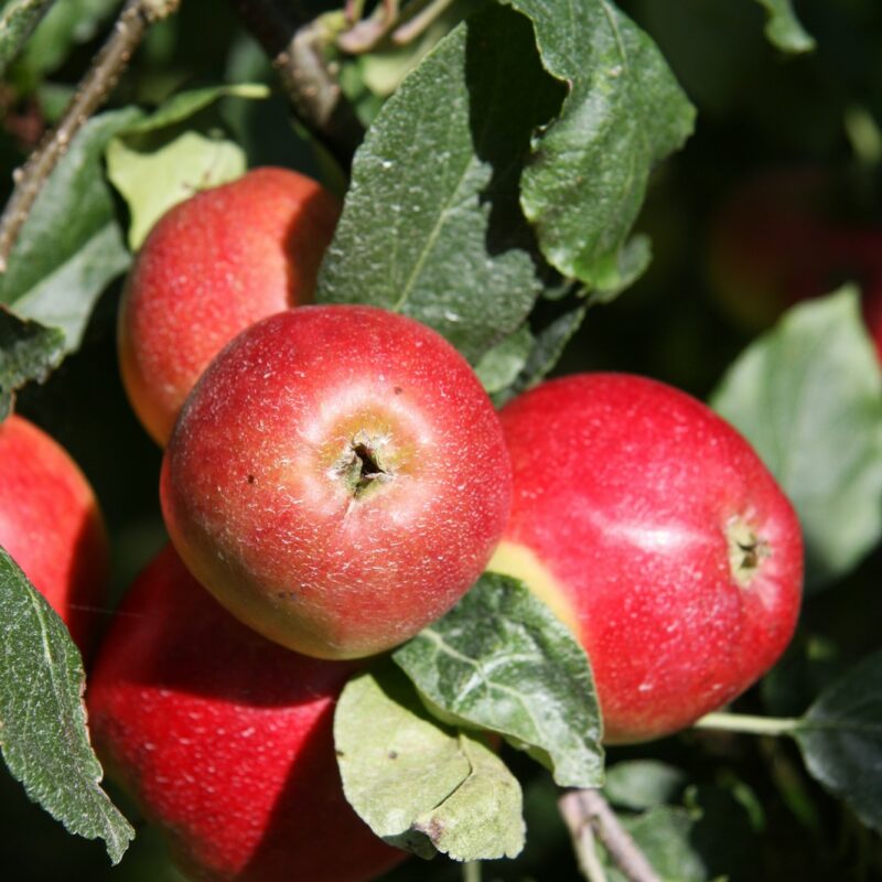 Red Jonaprince® | Frank P Matthews