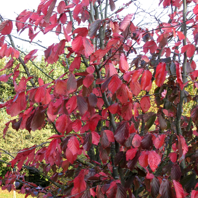 Parrotia persica 'Vanessa' | Frank P Matthews